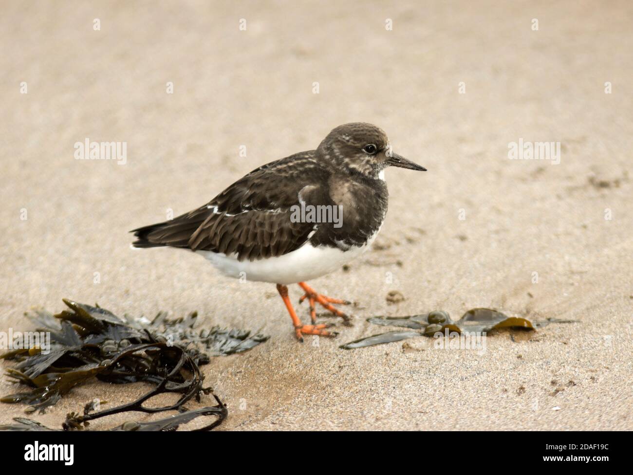 Omnivore dinosaurs hi-res stock photography and images - Alamy