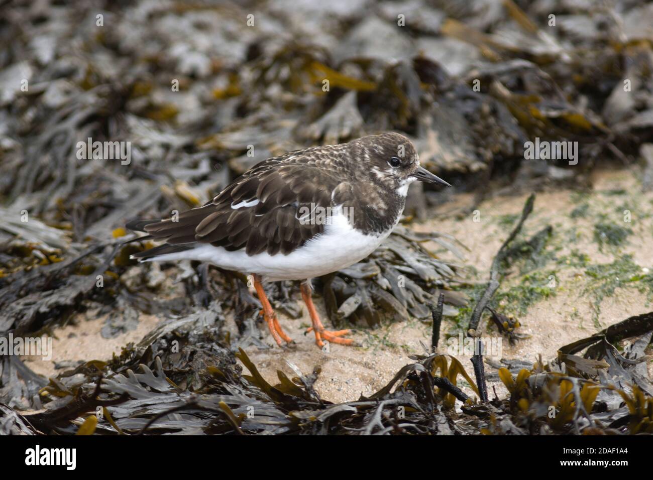 A chunky medium sized wader, the Turnstone is a winter migrant that ...