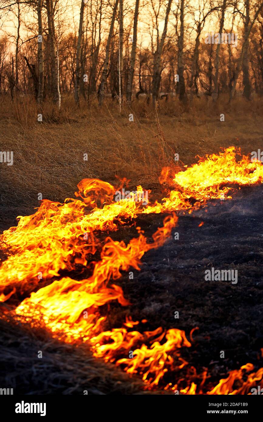 Open flame. Burning dry grass in the field. Extreme disaster and forest ...