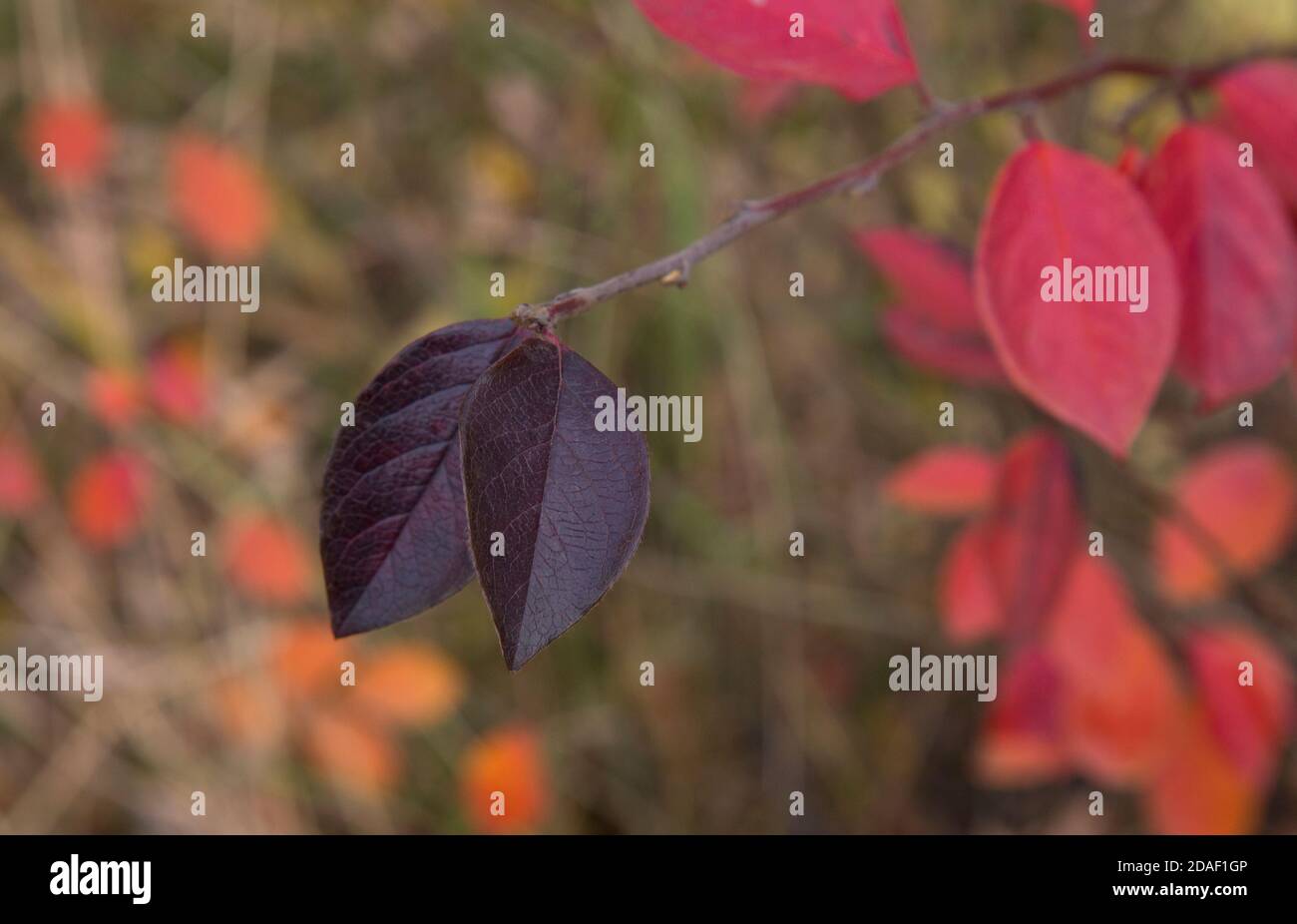 Red autumn leaves on a tree branch. Bright autumn Stock Photo - Alamy