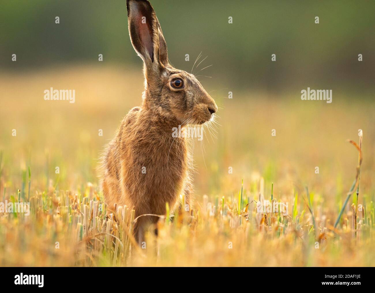 hare in stubble field Stock Photo - Alamy