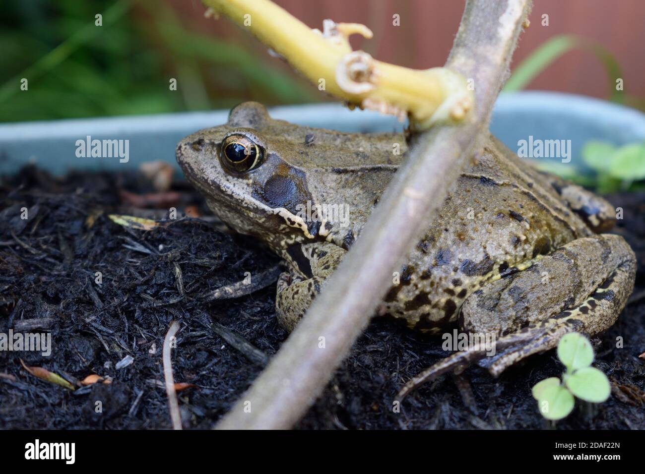 Common Toad Sitting in a Planter in an English Garden Stock Photo - Alamy