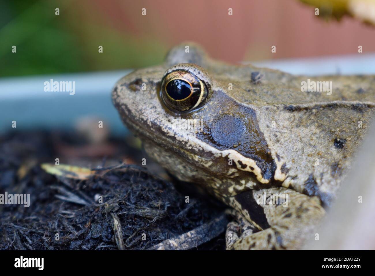 Common Toad Sitting in a Planter in an English Garden Stock Photo - Alamy