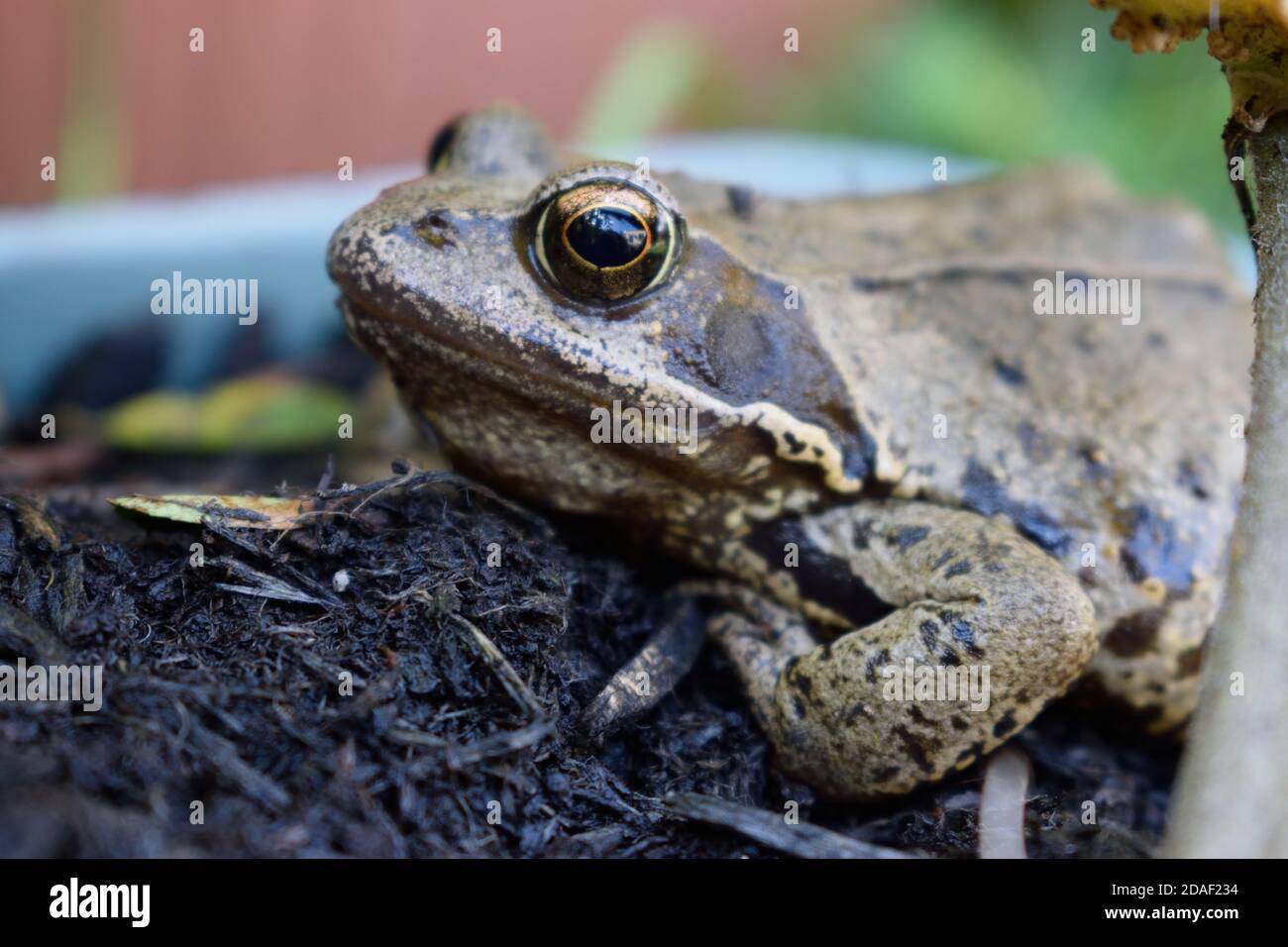 Common Toad Sitting in a Planter in an English Garden Stock Photo - Alamy