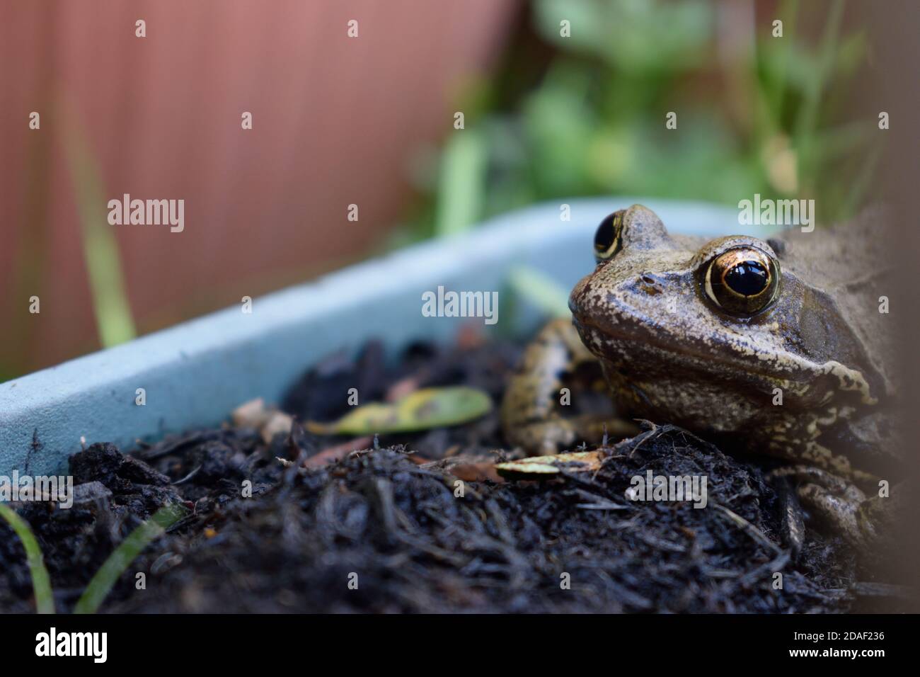 Common Toad Sitting in a Planter in an English Garden Stock Photo - Alamy