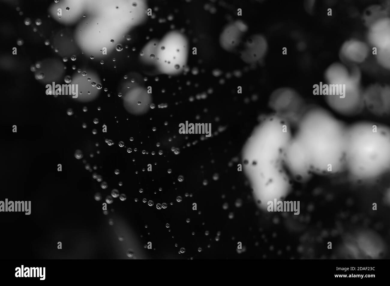 Detail of Water Droplets on a Garden Spider's Web Stock Photo - Alamy