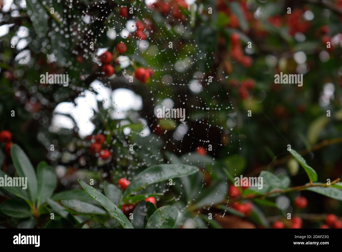 Garden Spider's Web Covered in Droplets in Front of Red Berry Shrub ...