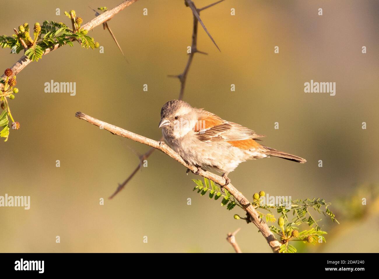 Female Cape Sparrow (Passer melanurus) perched in a Fever Tree, Western ...