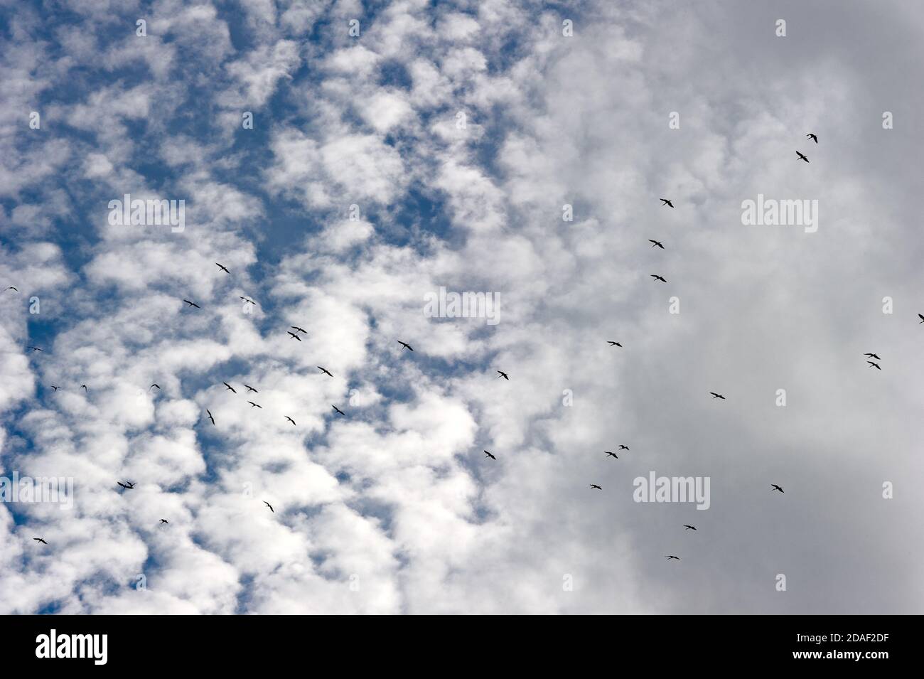 Birds circling in the clouds in the sky of Sri Lanka Stock Photo - Alamy