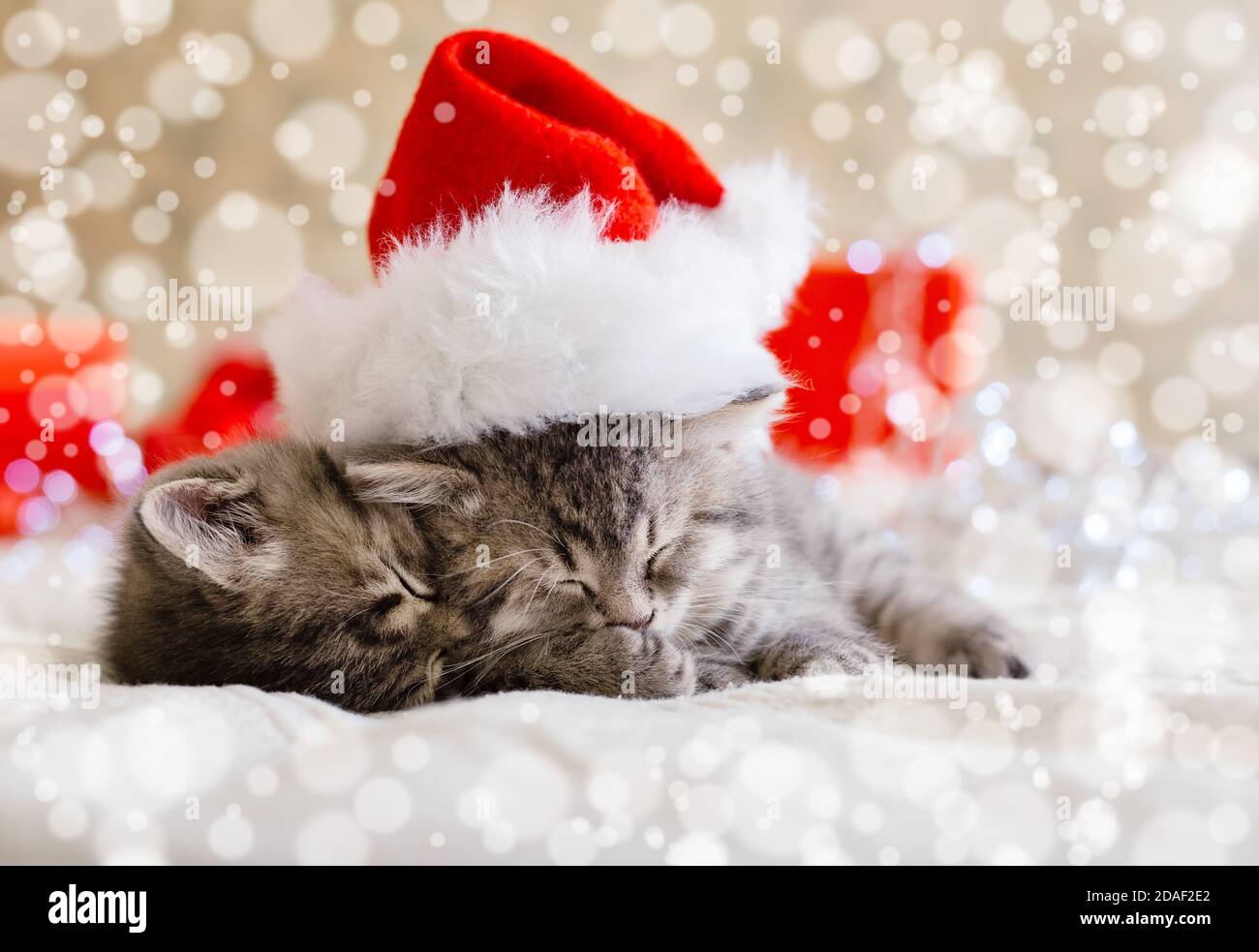 Cute Cats In Snow
