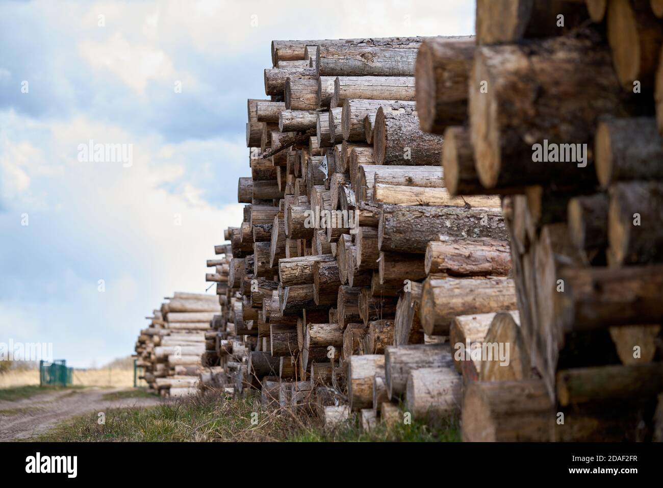 Rows of piled of logs , waiting to be processed, at a local rural ...