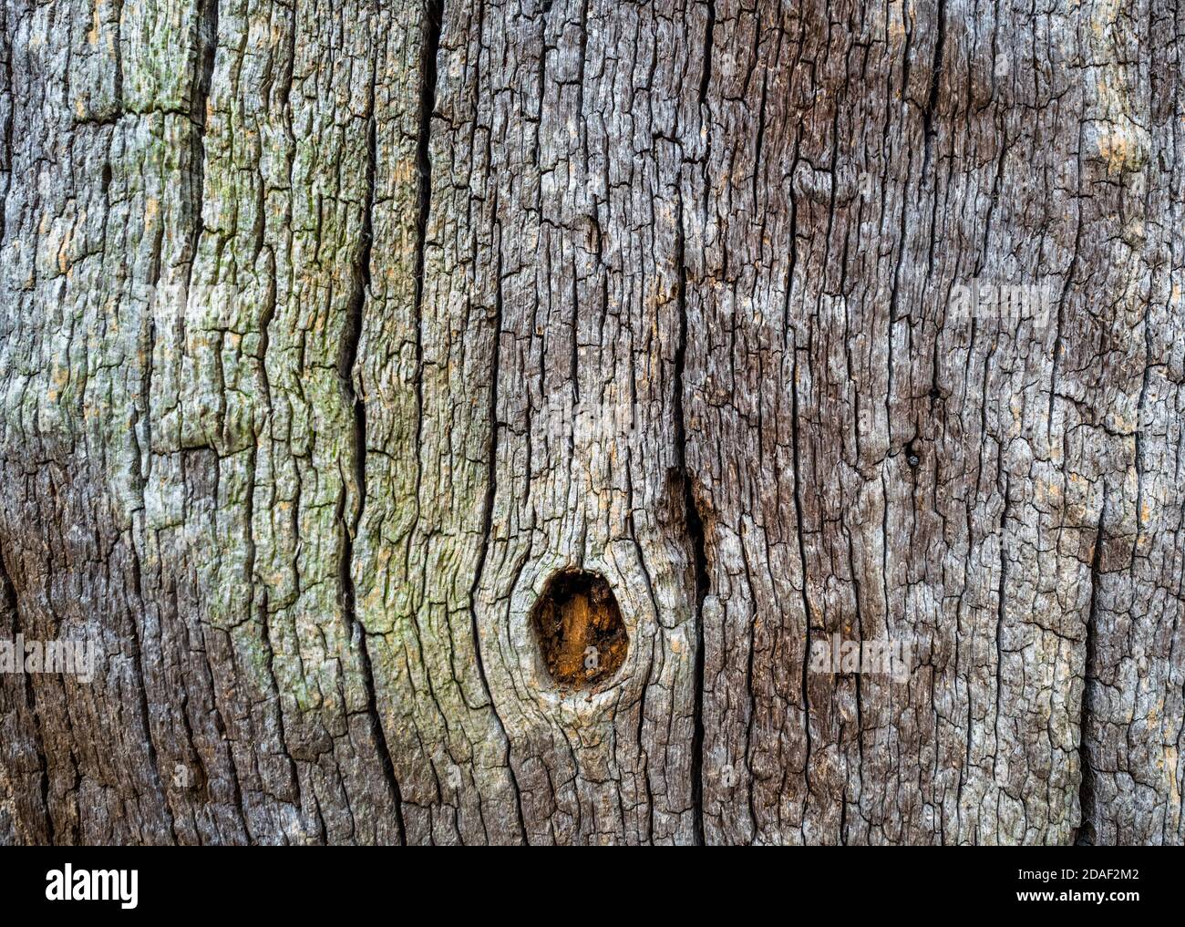 Old and decaying oak trees in the ancient woodland of Sherwood forest ...