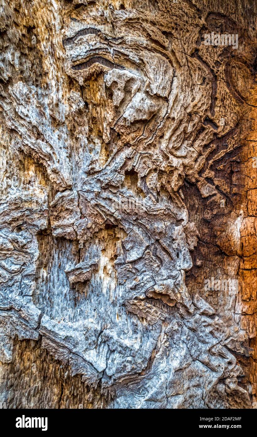 Old and decaying oak trees in the ancient woodland of Sherwood forest ...