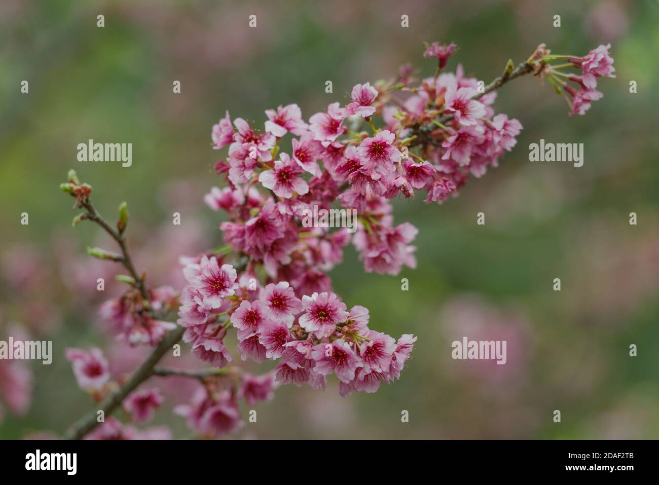 Sakura Cherry Tree Stock Photo - Alamy
