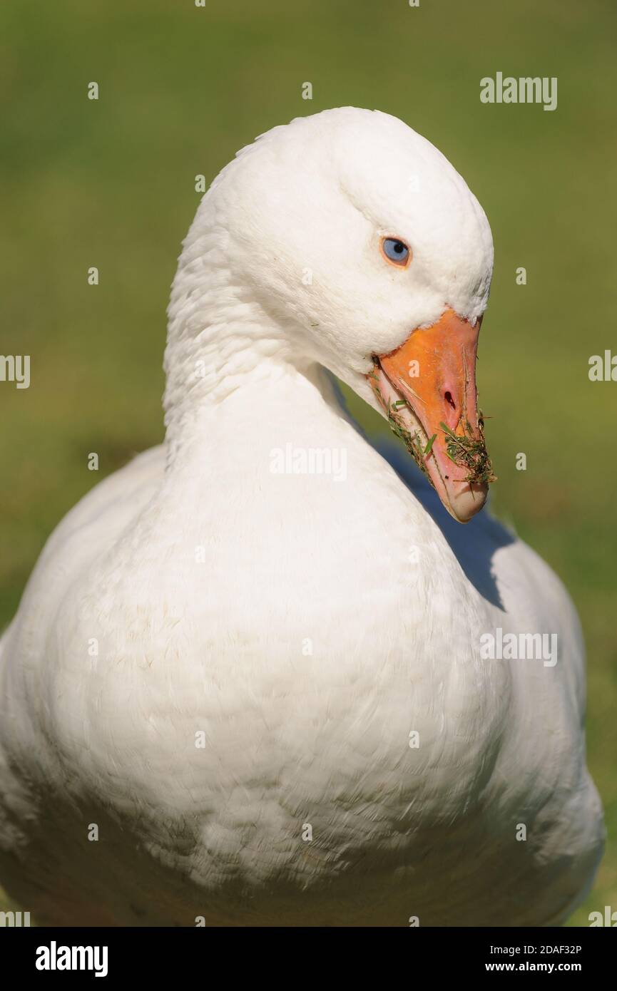 A white goose Stock Photo - Alamy