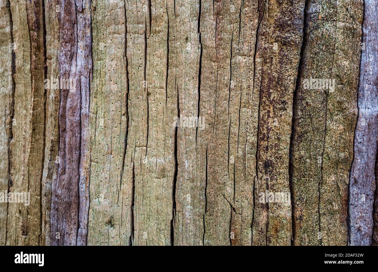 Old and decaying oak trees in the ancient woodland of Sherwood forest ...