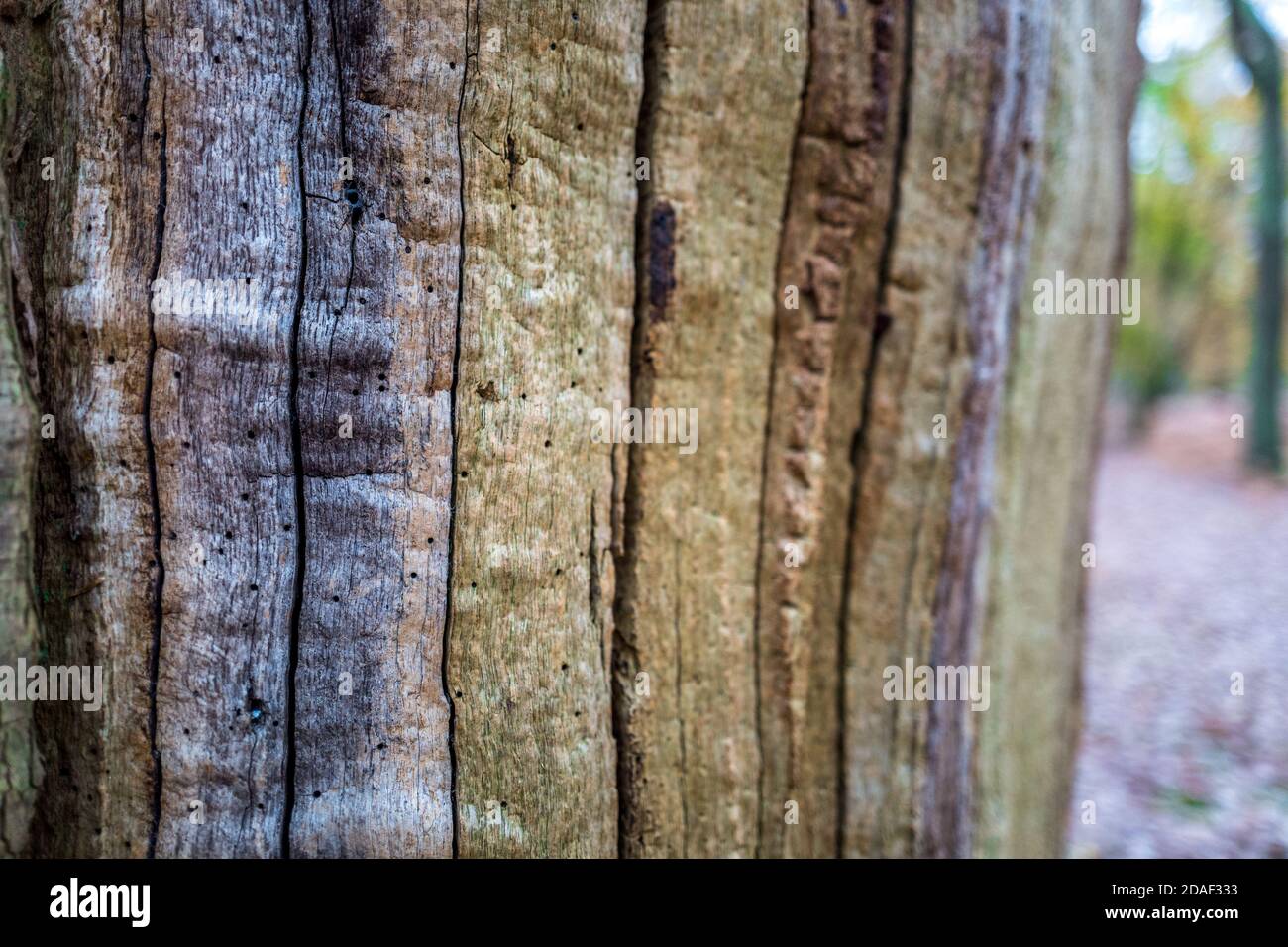 Old and decaying oak trees in the ancient woodland of Sherwood forest ...