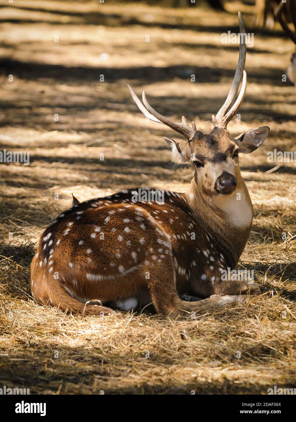 Deer Full Body High Resolution Stock Photography and Images - Alamy