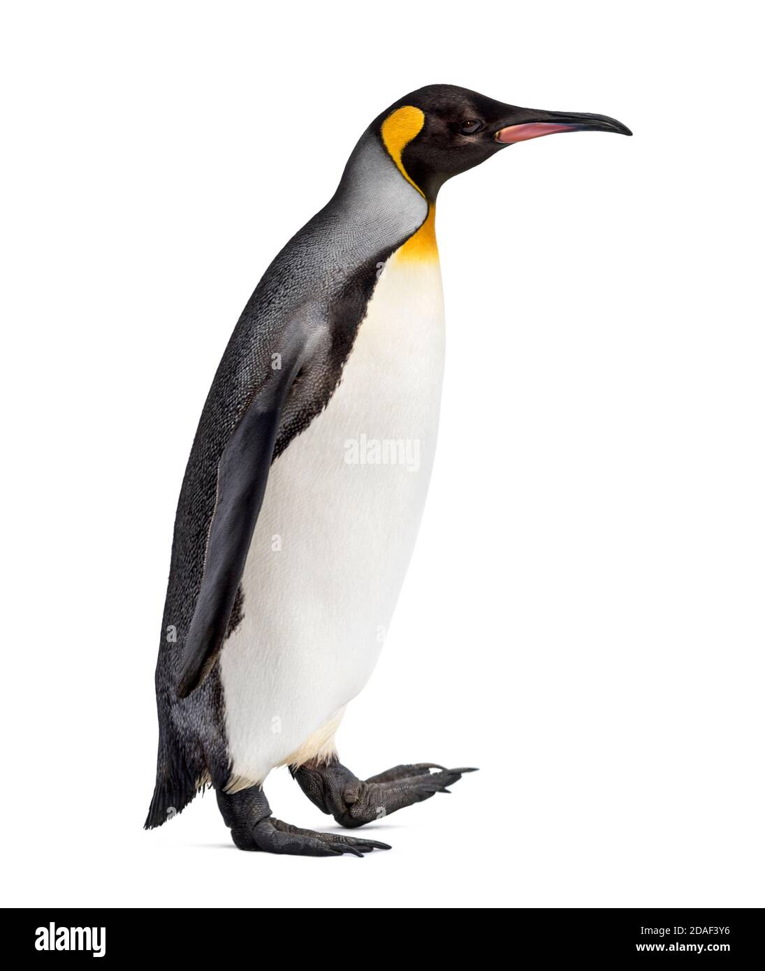 Side view of a King penguin walking, isolated on white Stock Photo - Alamy