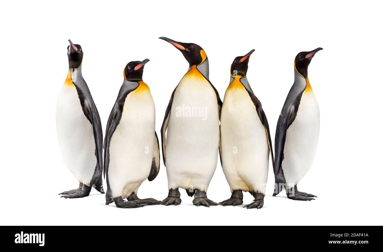 Penguins together hi-res stock photography and images - Alamy