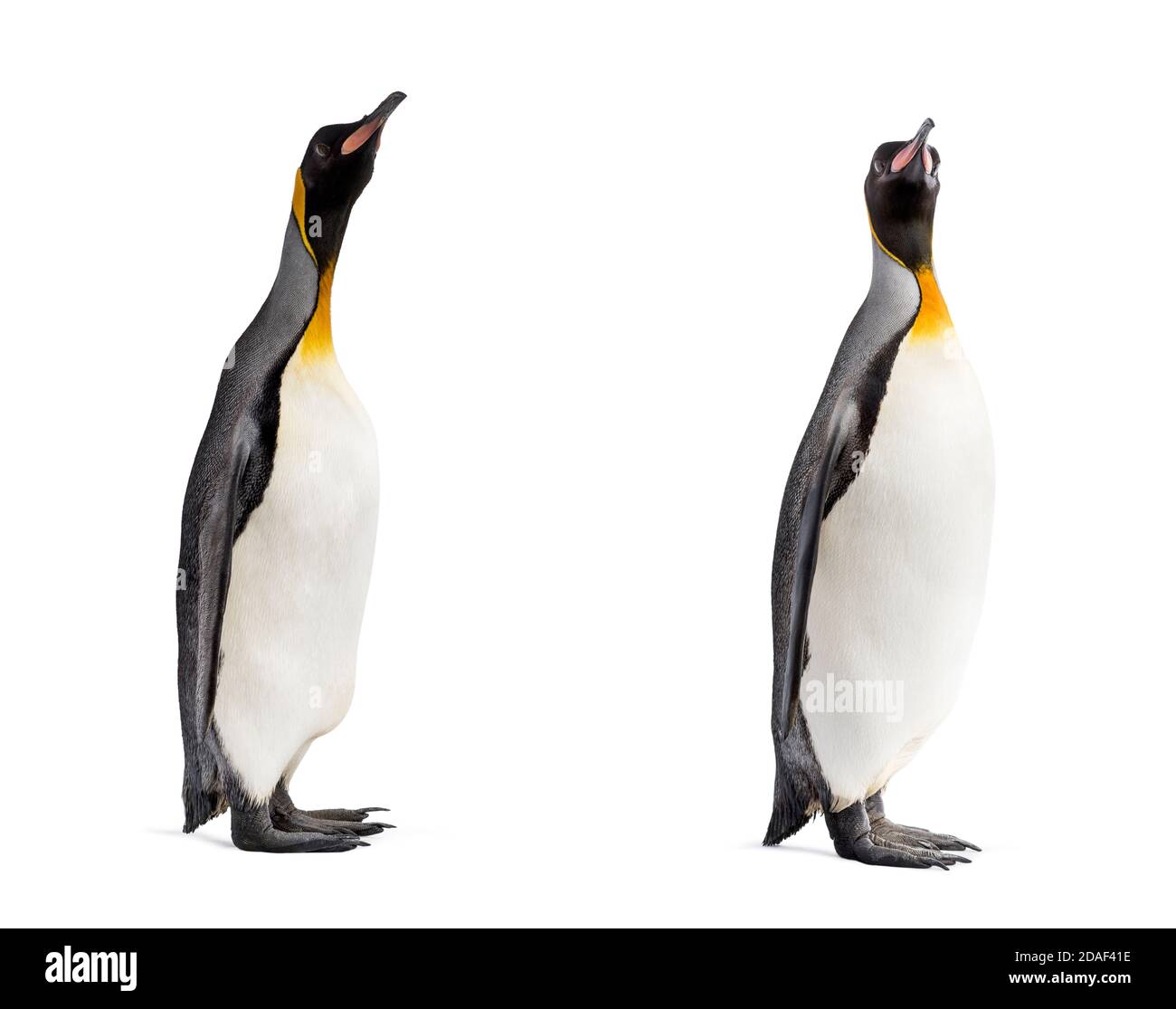 Couple of King penguin isolated on white Stock Photo - Alamy