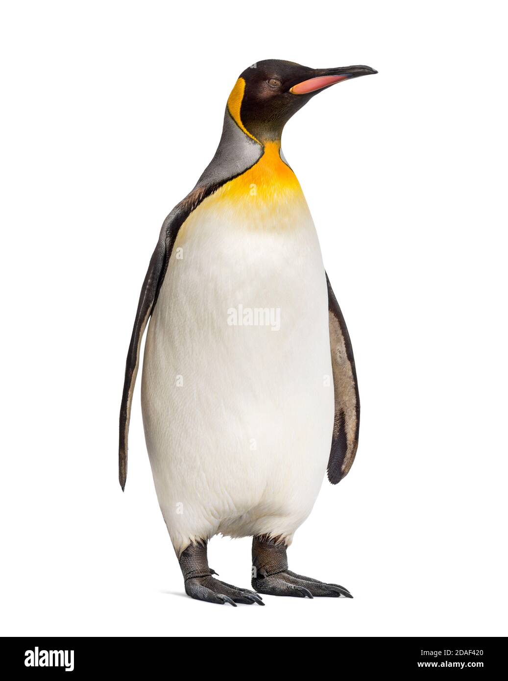 King penguin standing in front of a awhite background Stock Photo - Alamy