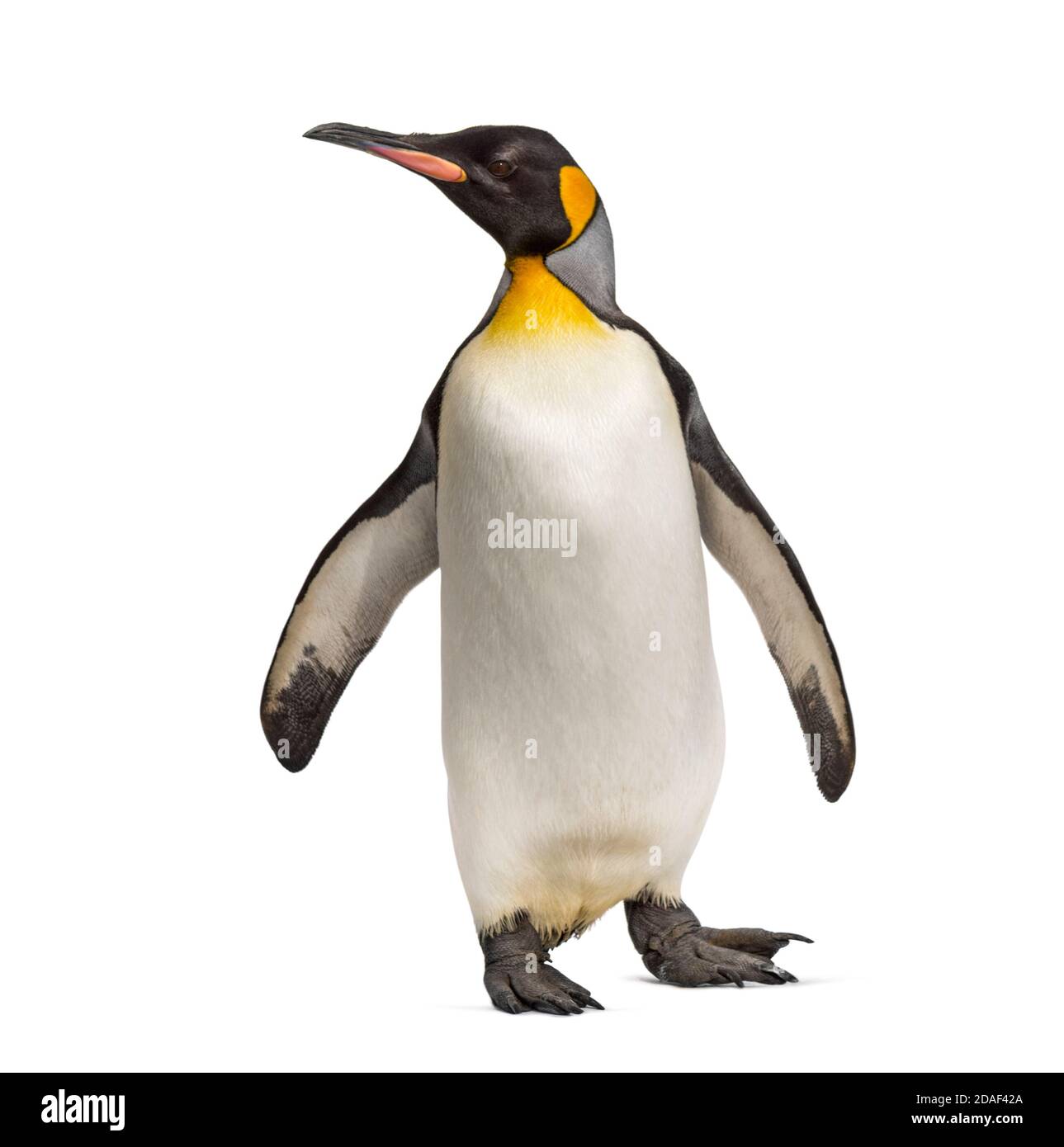 King penguin standing, isoletd on white Stock Photo - Alamy