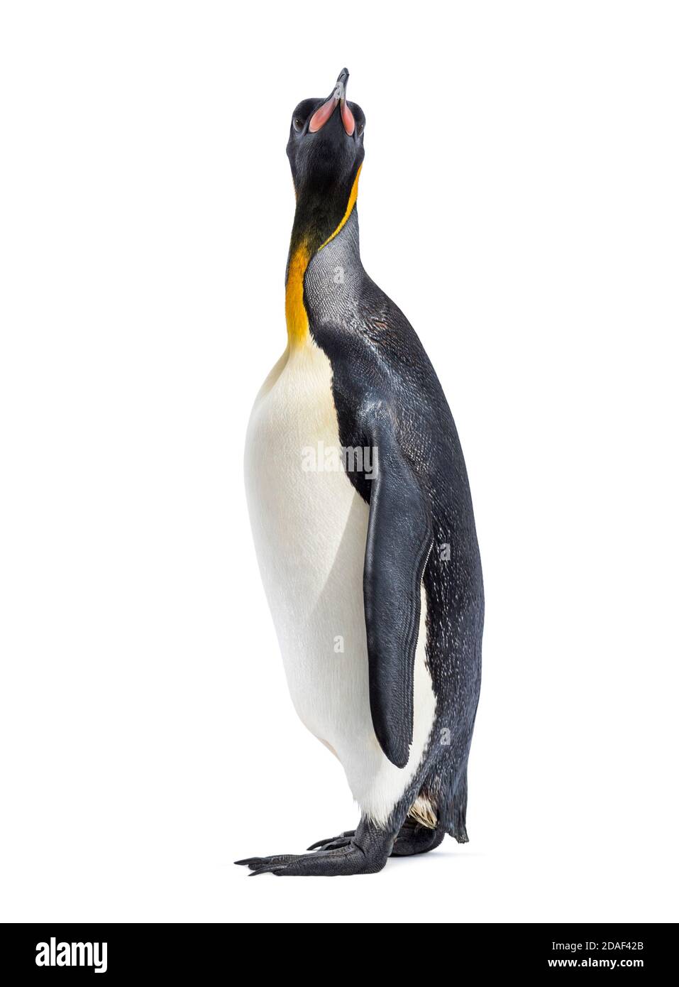King penguin looking up, isolated on white Stock Photo - Alamy