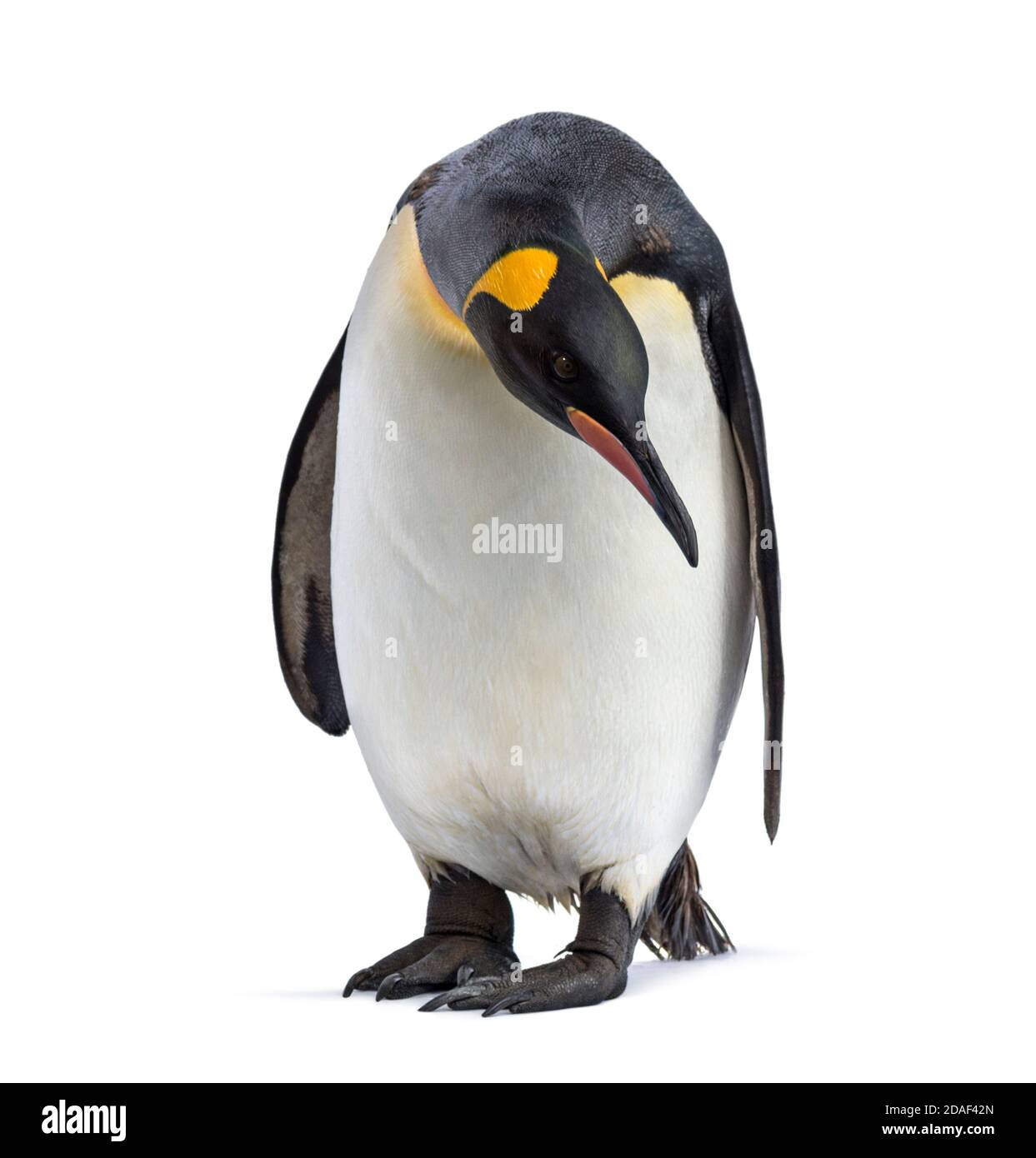 Standing King penguin looking down, isolated Stock Photo - Alamy