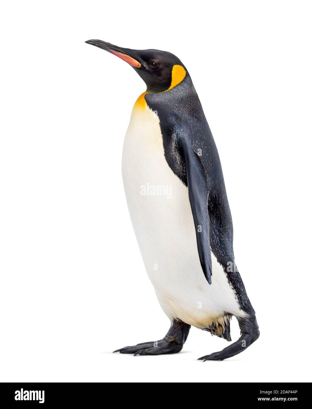 Side view of a King penguin walking, isolated on white Stock Photo - Alamy