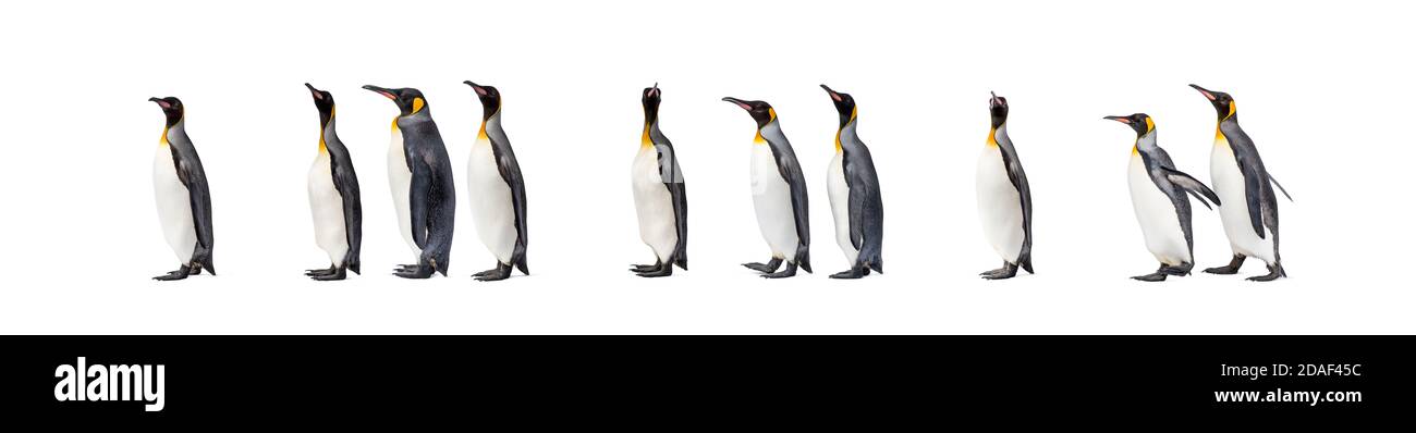 Colony of a King penguin walking together in a row Stock Photo - Alamy