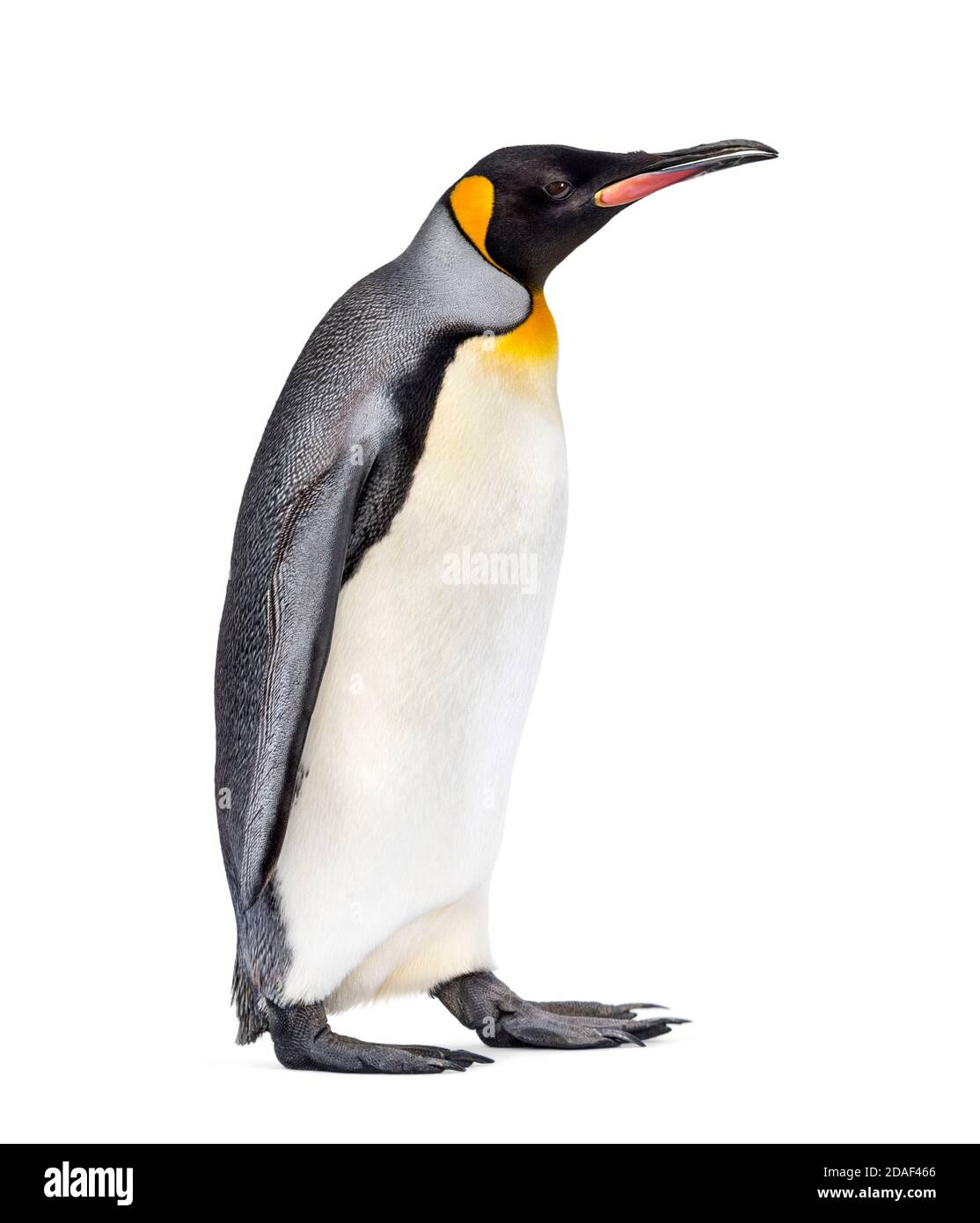 Side view of a King penguin walking, isolated on white Stock Photo - Alamy