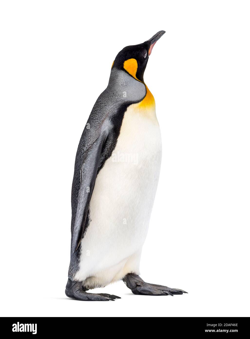 Side view of a King penguin walking, isolated on white Stock Photo - Alamy