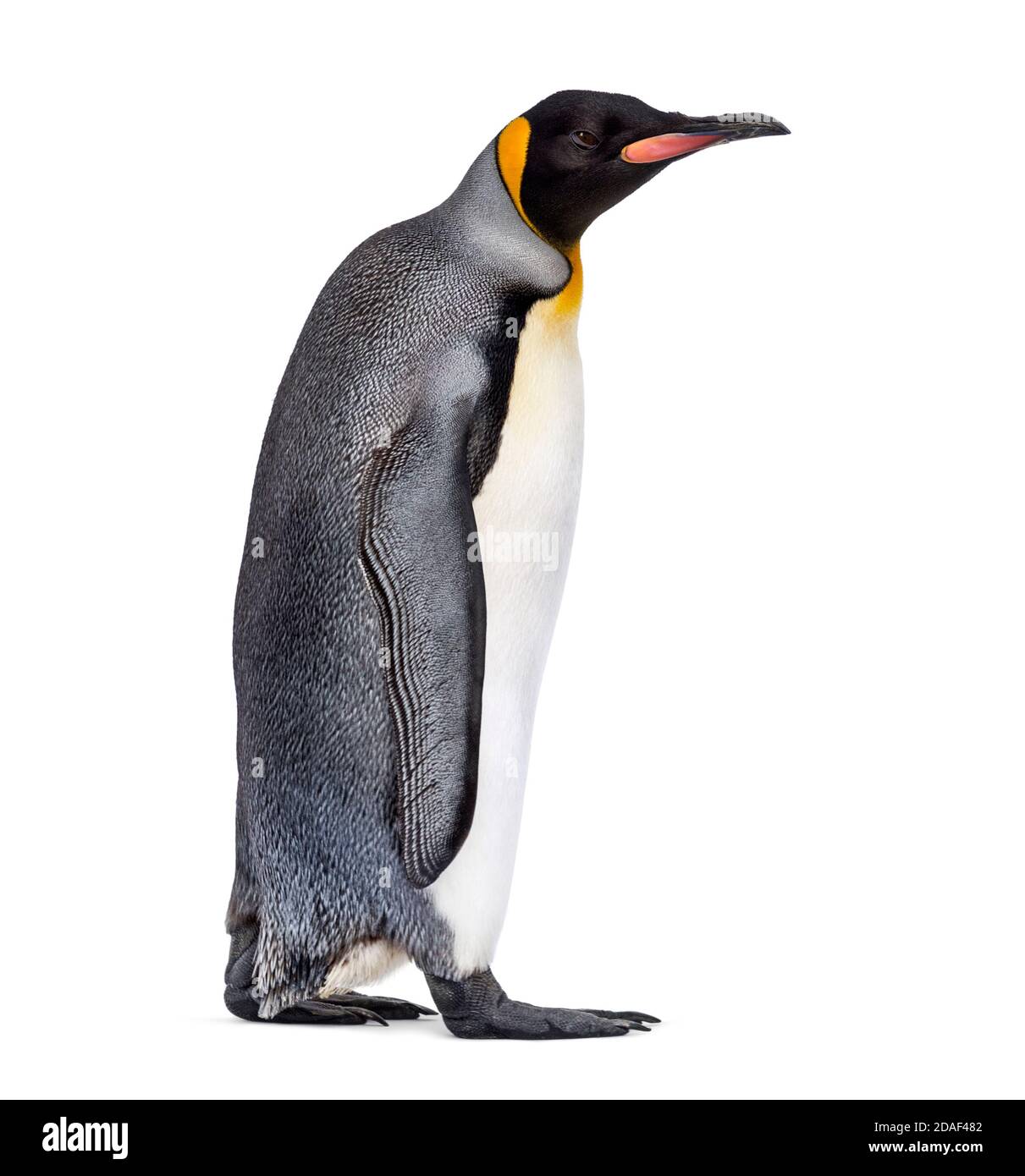 Side view of a King penguin walking, isolated on white Stock Photo - Alamy