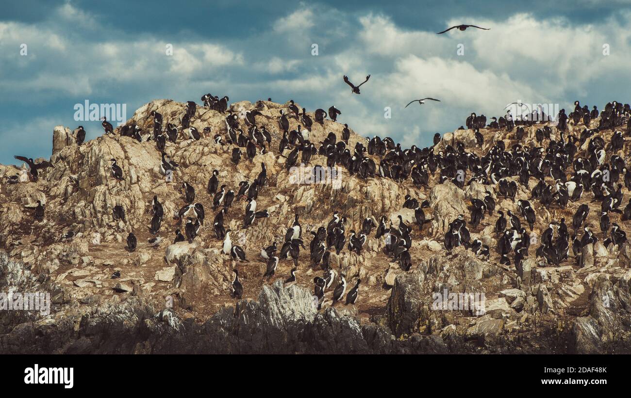 Beagle channel birds hi-res stock photography and images - Alamy