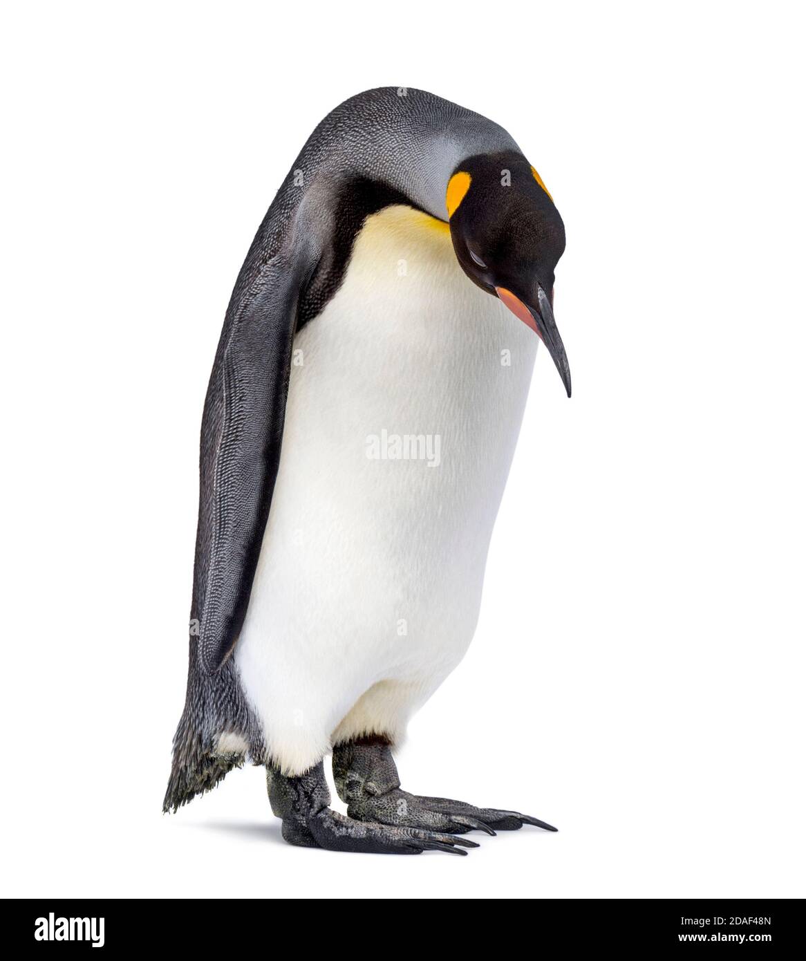 Standing King penguin looking down, isolated Stock Photo - Alamy