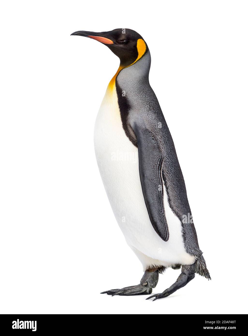 Side view of a King penguin walking, isolated on white Stock Photo - Alamy