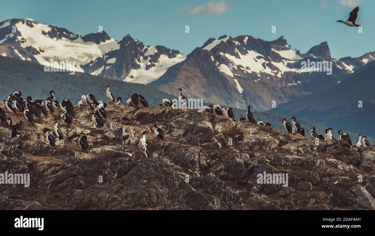 Beagle channel birds hi-res stock photography and images - Alamy