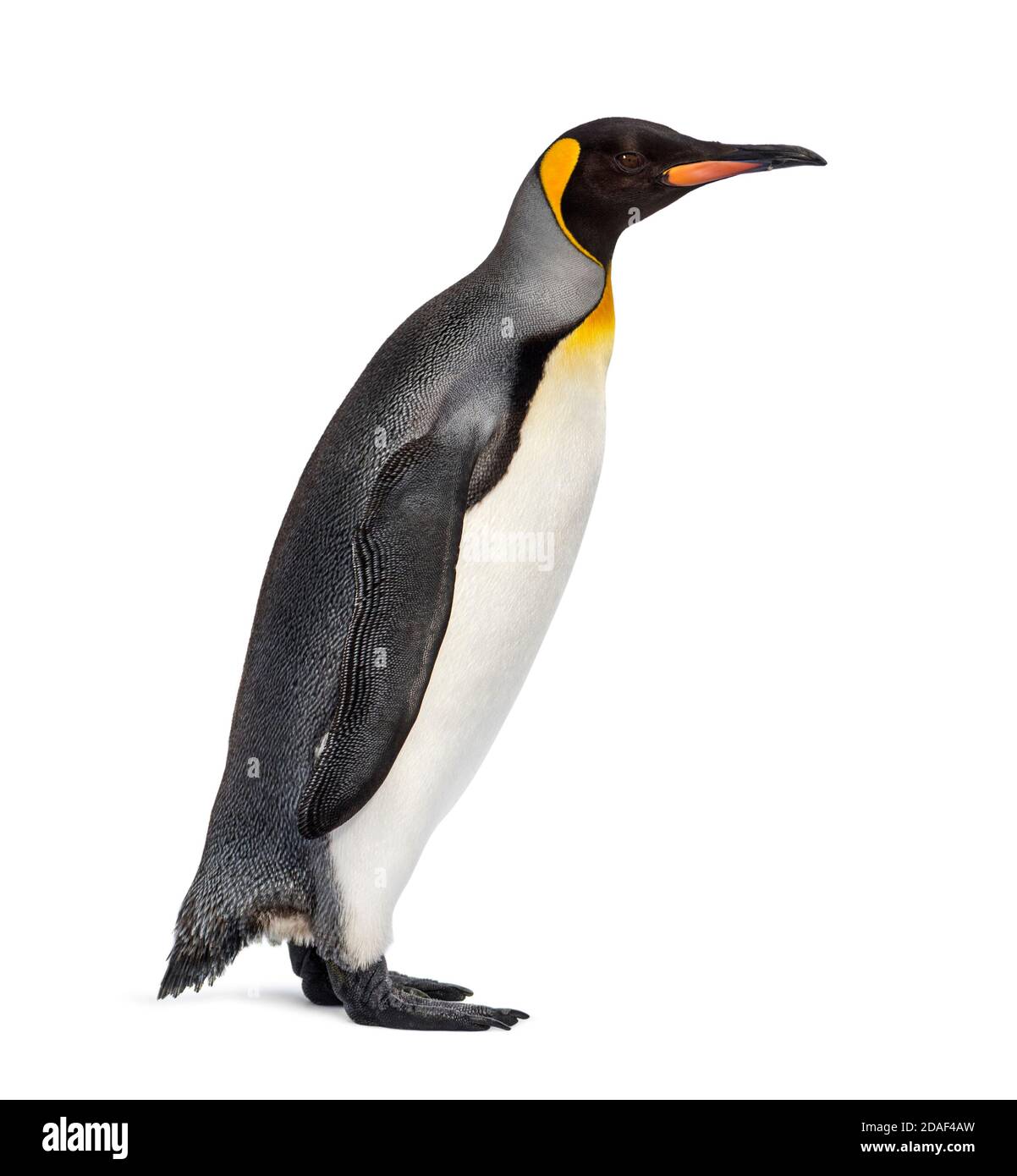 King penguin standing in front of a awhite background Stock Photo - Alamy