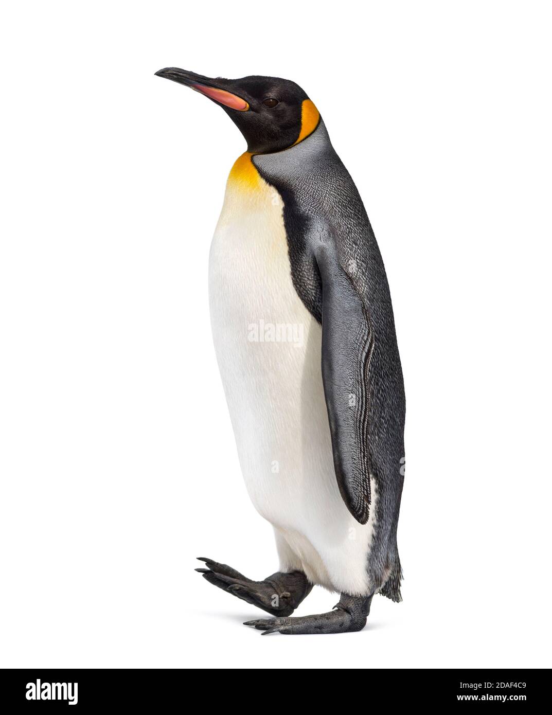 Penguin side profile Cut Out Stock Images & Pictures - Alamy