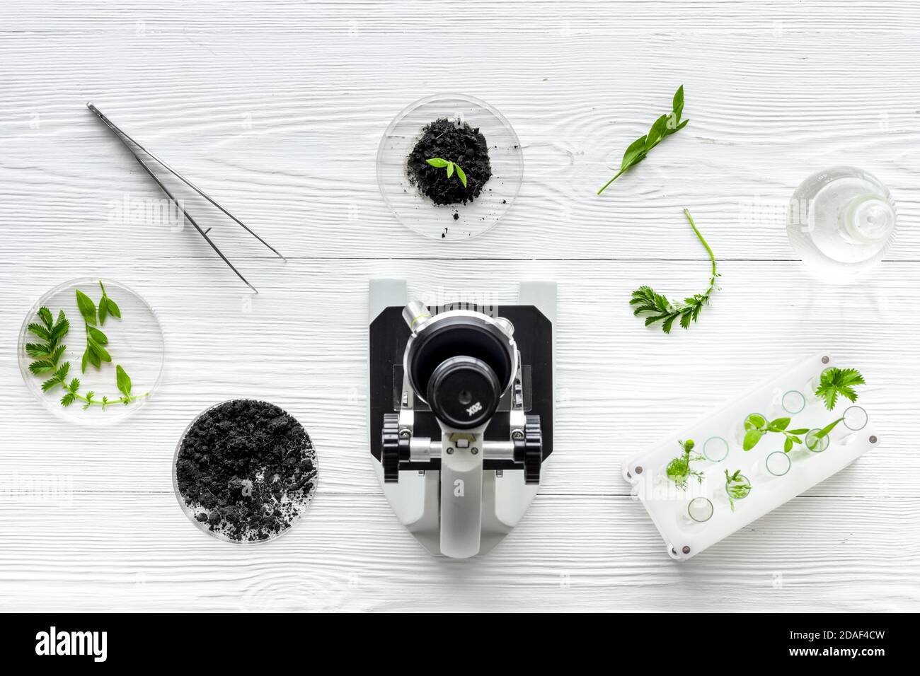 Phytopathological examining soil and plants with microscope in lab ...