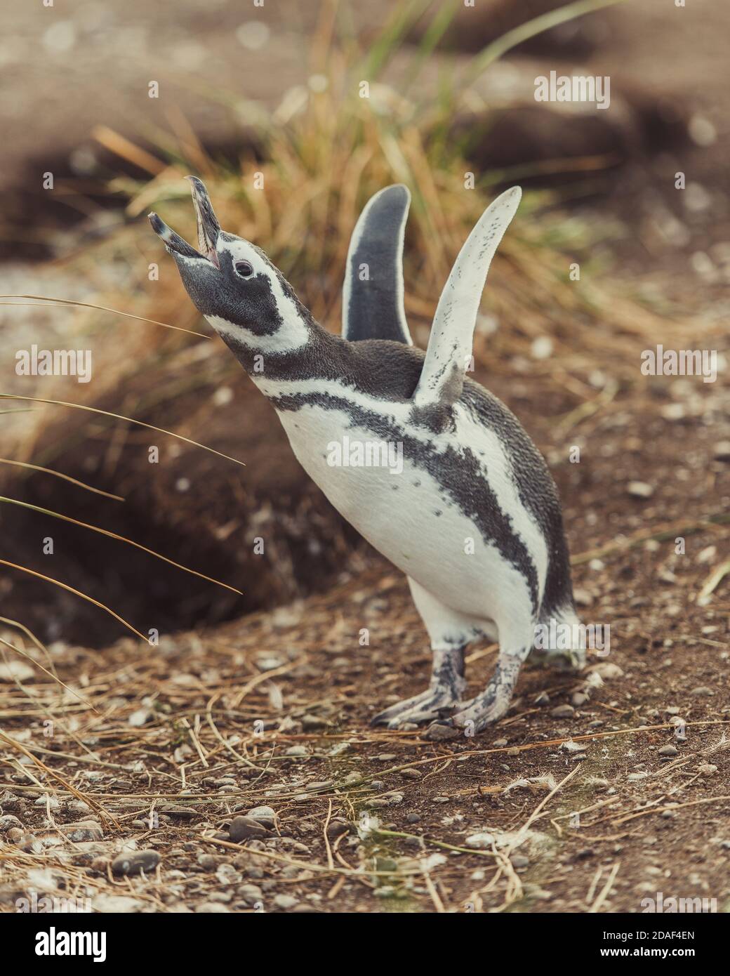 Magellan penguin colony on Martillo Island in the Beagle Channel ...