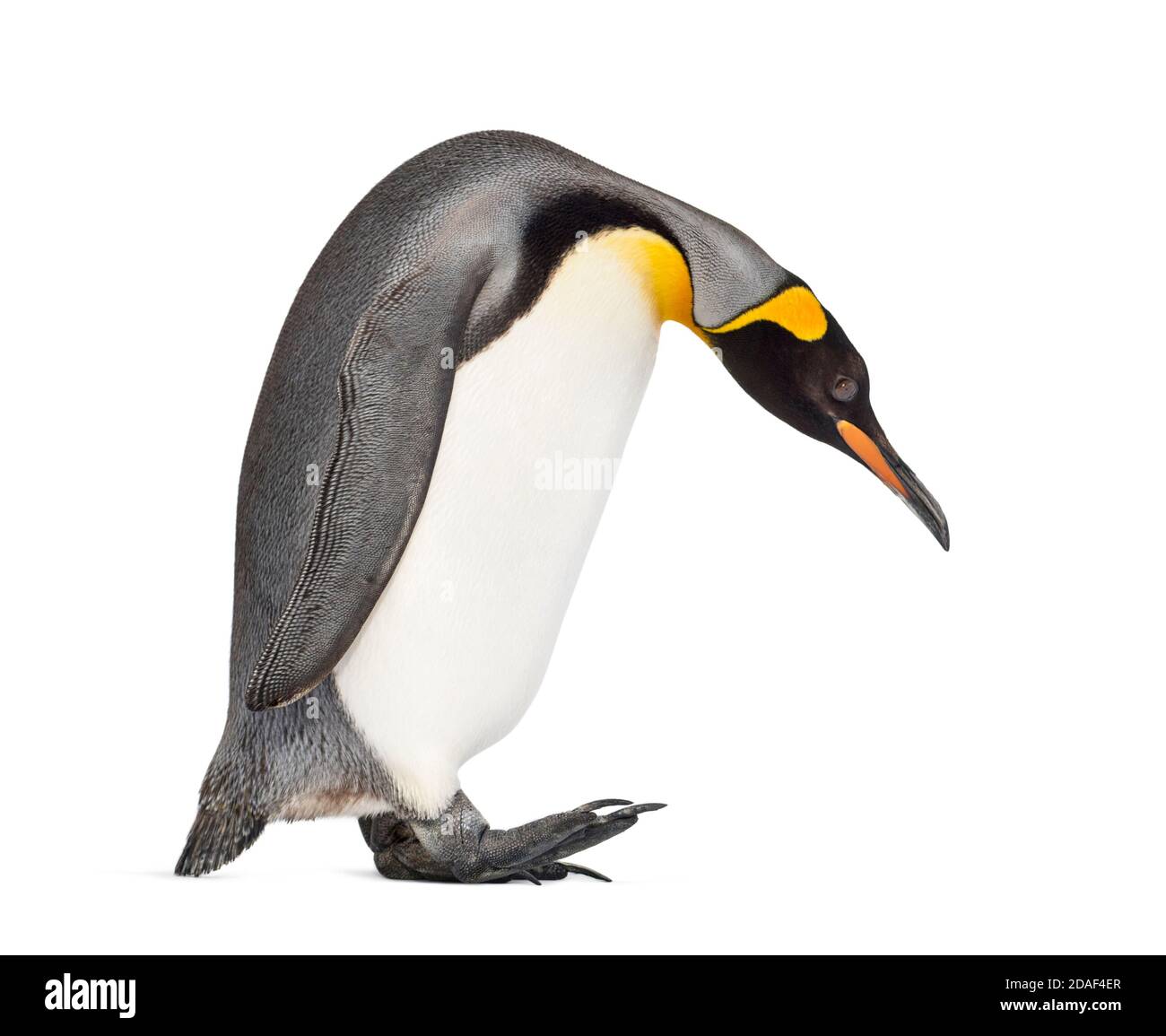 Side view of a King penguin walking, isolated on white Stock Photo - Alamy