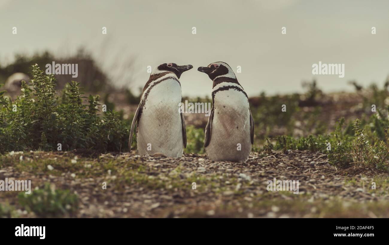 Duo Magellan penguin colony on Martillo Island in the Beagle Channel ...