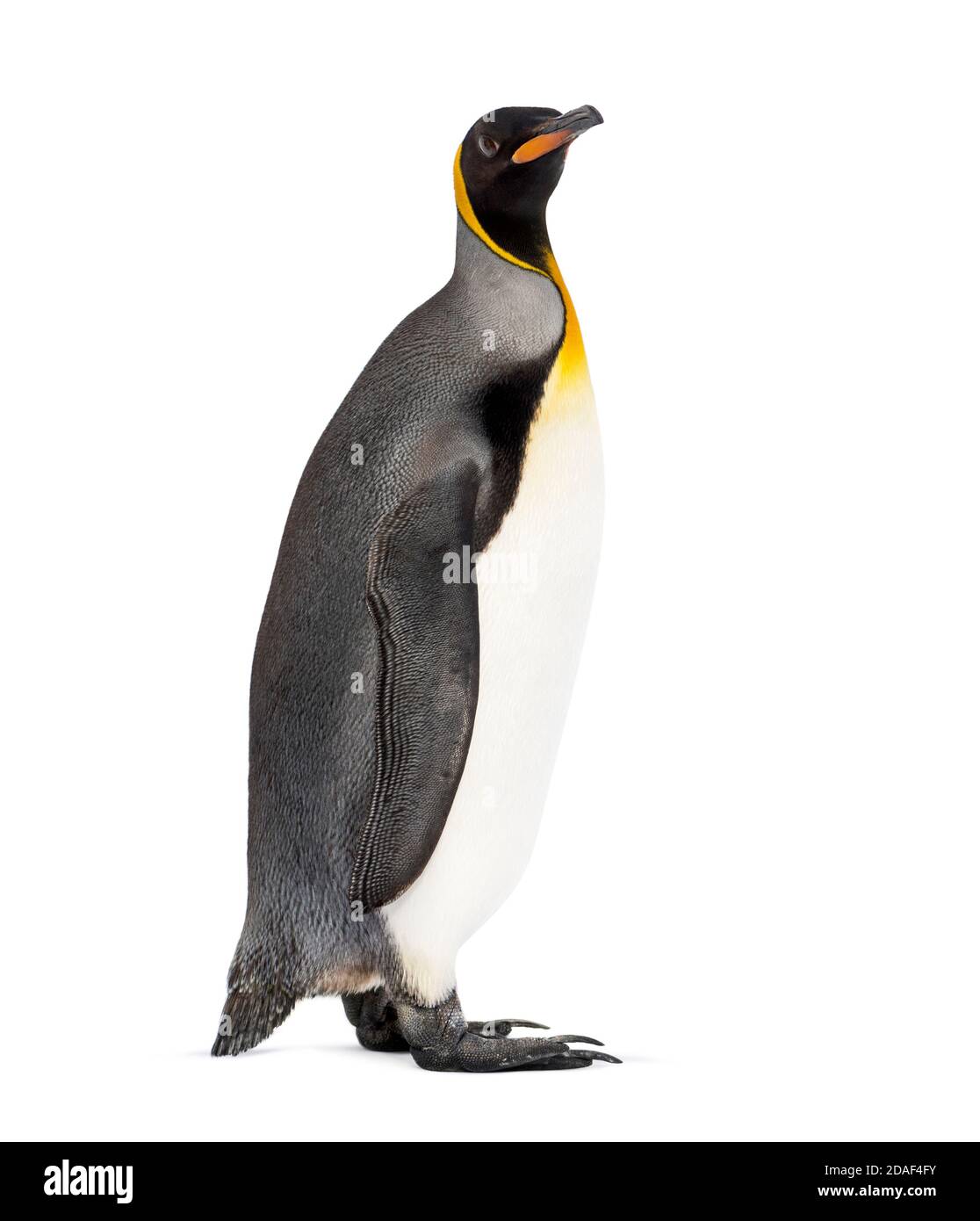 King penguin standing in front of a awhite background Stock Photo - Alamy