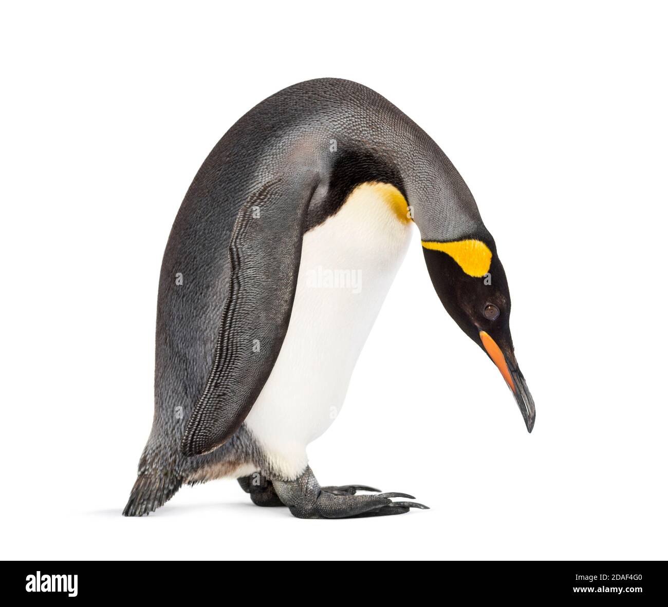 Standing King penguin looking down, isolated Stock Photo - Alamy