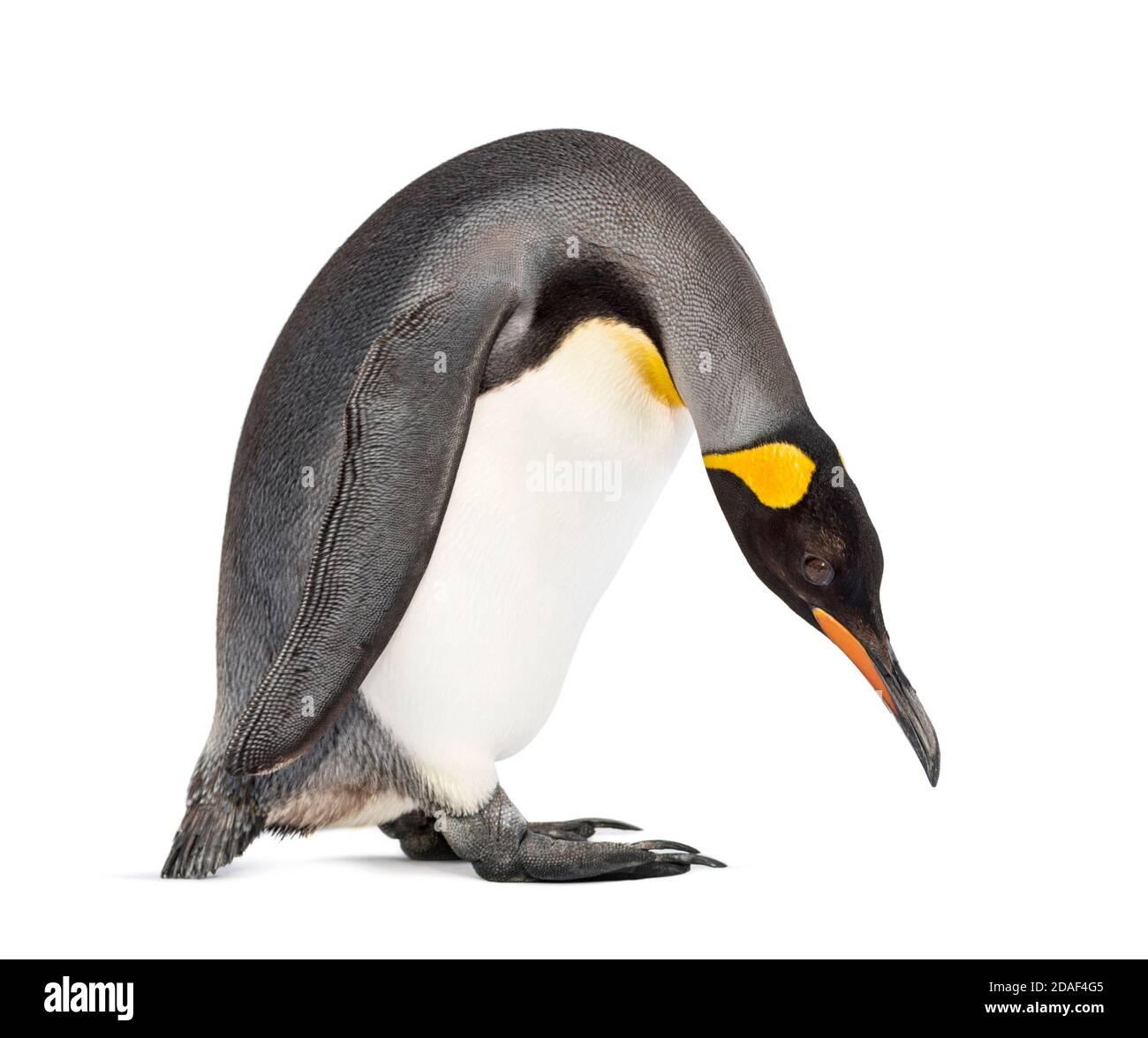 Penguin Looking Down High Resolution Stock Photography and Images - Alamy