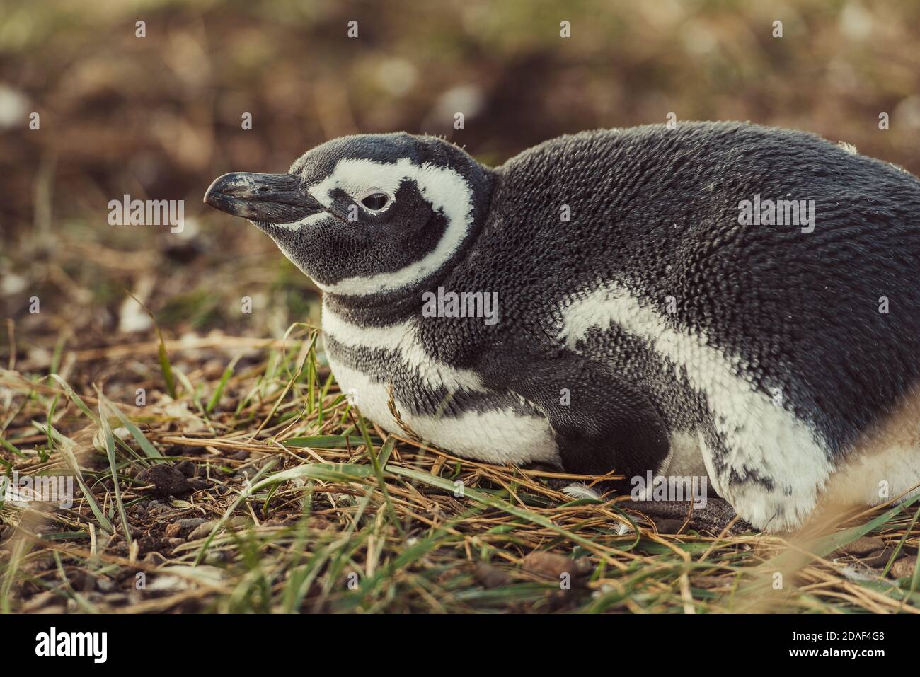 Magellan penguin colony on Martillo Island in the Beagle Channel ...