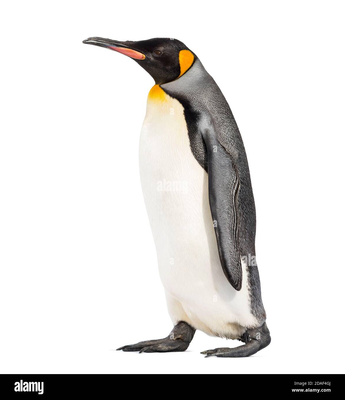 Side view of a King penguin walking, isolated on white Stock Photo - Alamy