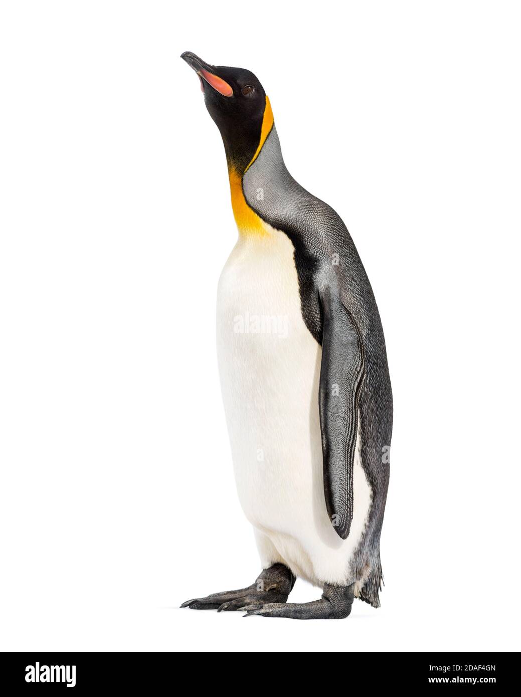 King penguin standing in front of a awhite background Stock Photo - Alamy